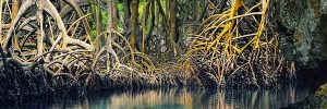 Fauna and flora of the Dominican Republic